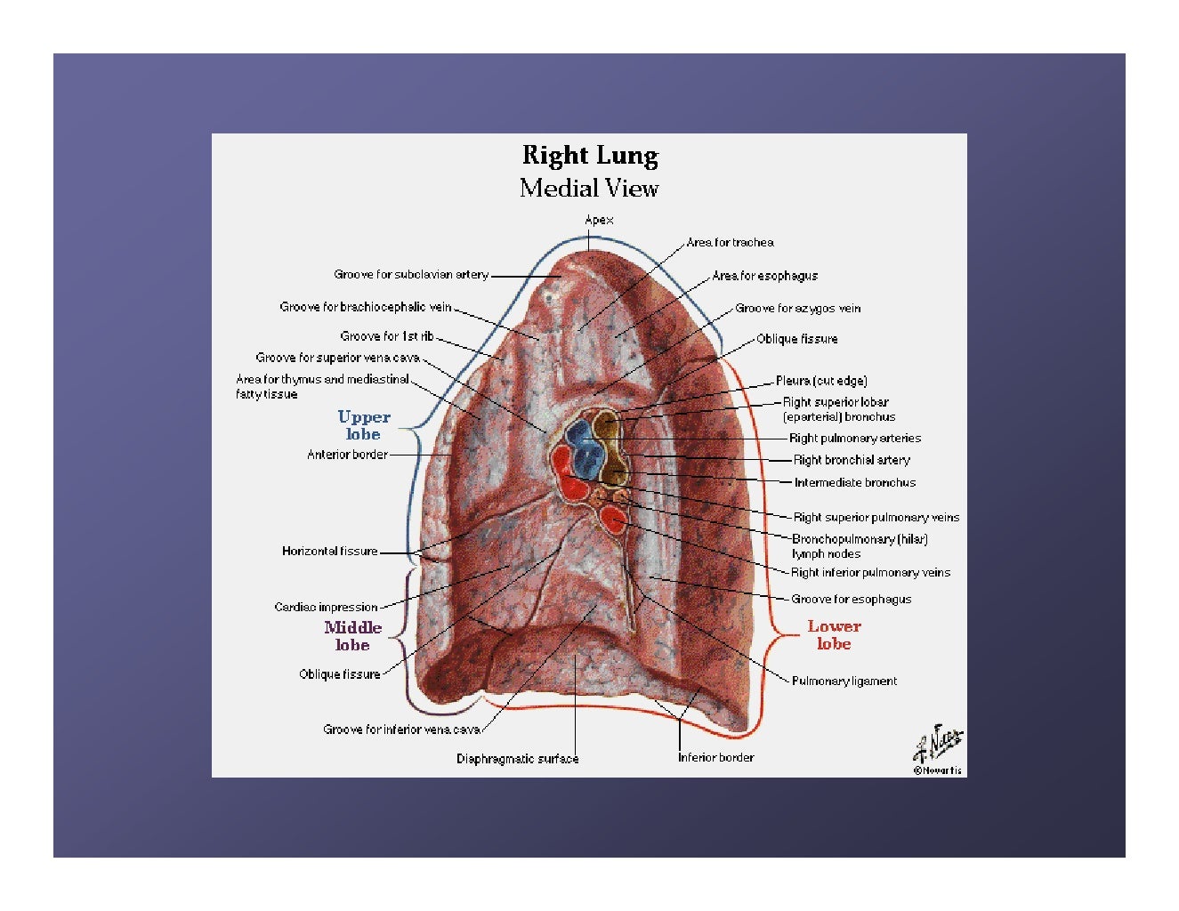 Gross Anatomy Of Lungs