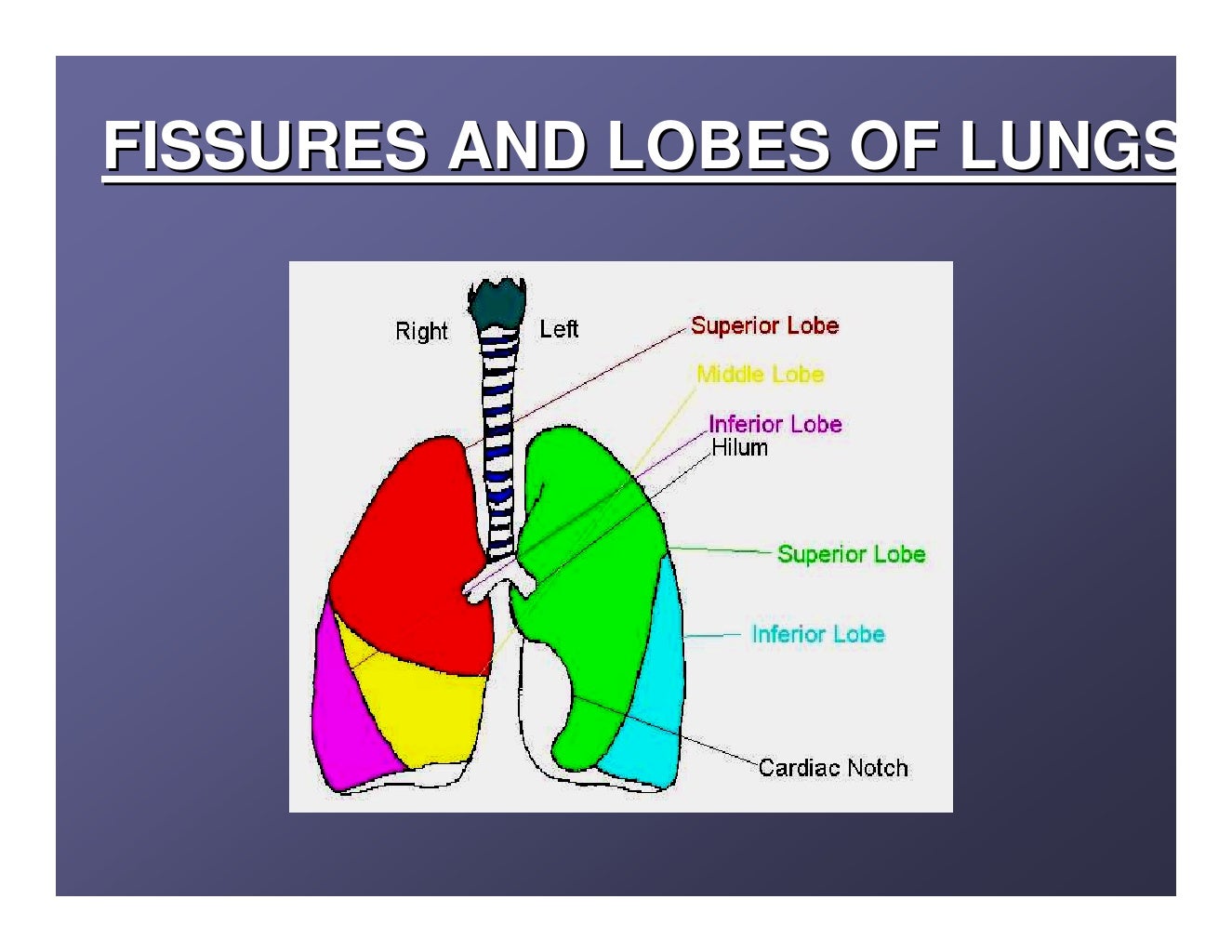 Lung Anatomy 