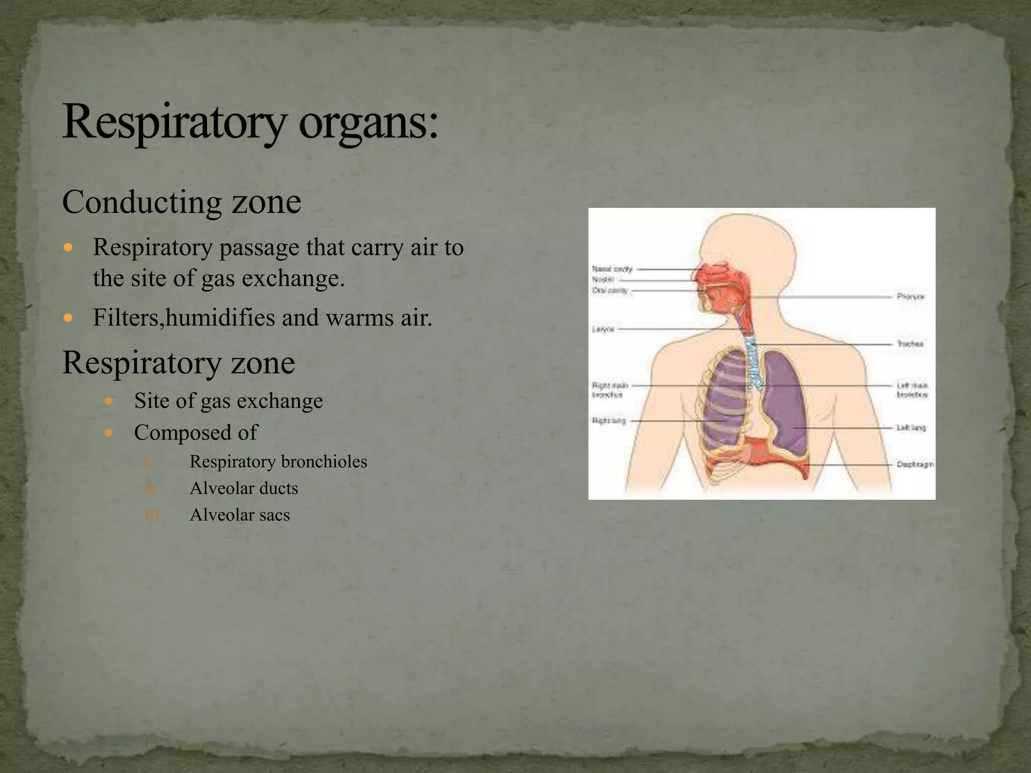 LUNG ANATOMY.pptx