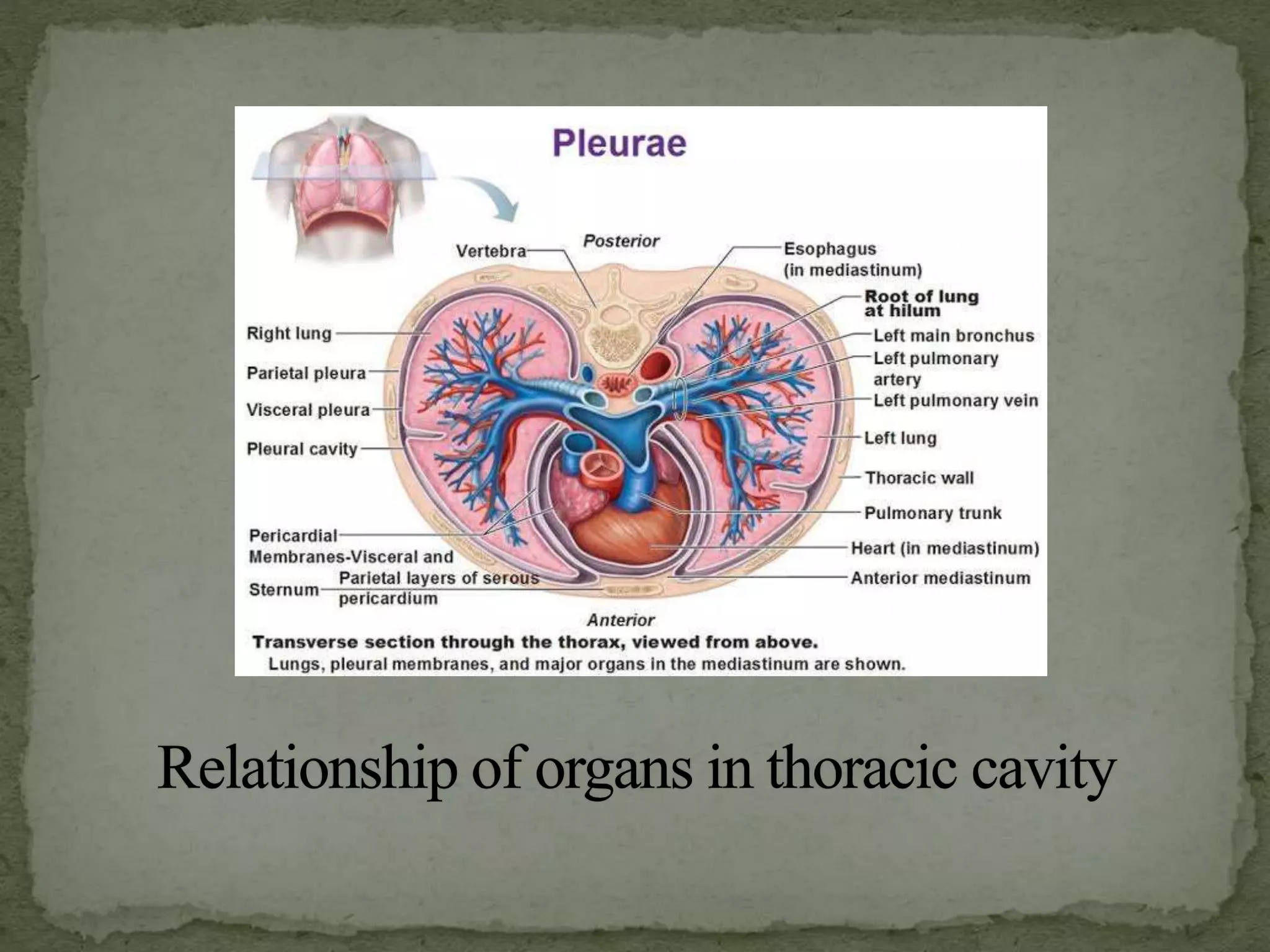LUNG ANATOMY.pptx