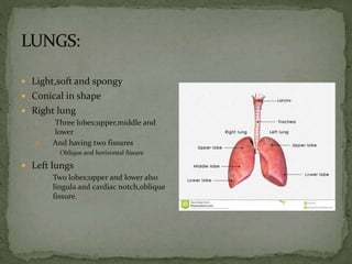 LUNG ANATOMY.pptx