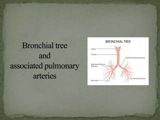 LUNG ANATOMY.pptx