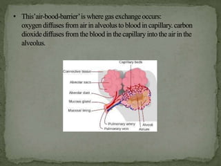 LUNG ANATOMY.pptx
