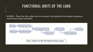 Lung and Bronchi Anatomy and Physiology.pptx