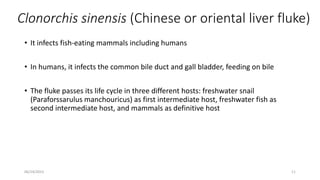 Lung and Liver Flukes - Parasitology Group 3 Presentation.pdf