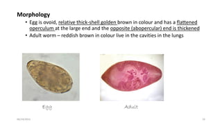 Lung and Liver Flukes - Parasitology Group 3 Presentation.pdf