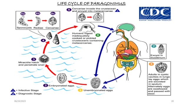 Lung and Liver Flukes - Parasitology Group 3 Presentation.pdf ...