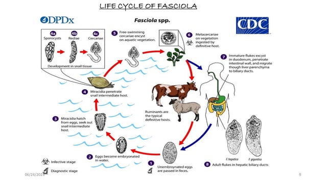 Lung and Liver Flukes - Parasitology Group 3 Presentation.pdf ...