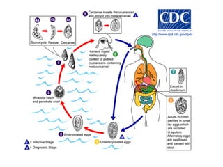 Lung And Reproductive Trematodes | PPT
