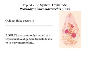 Lung And Reproductive Trematodes | PPT