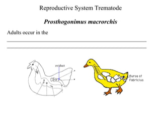 Lung And Reproductive Trematodes | PPT