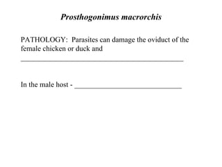 Lung And Reproductive Trematodes | PPT