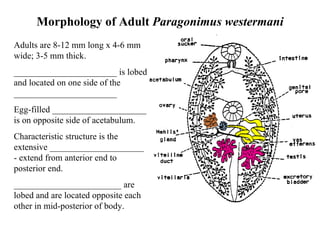 Lung And Reproductive Trematodes | PPT