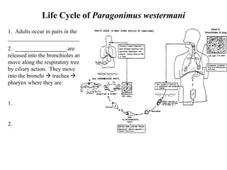 Lung And Reproductive Trematodes | PPT