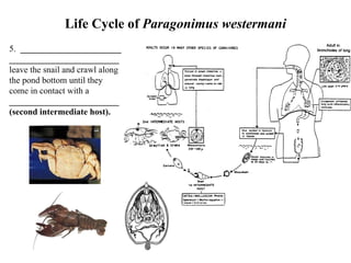 Lung And Reproductive Trematodes | PPT
