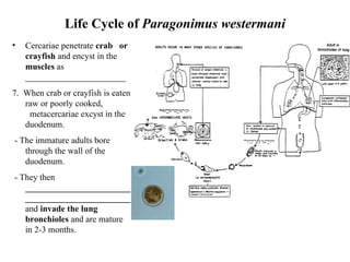 Paragonimus Westermani Life Cycle