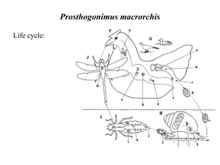 Prosthogonimus Macrorchis
