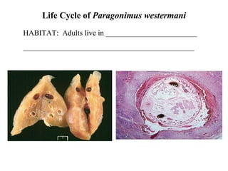 Prosthogonimus Macrorchis
