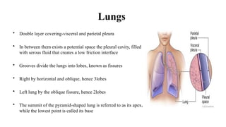 lung cancer for M.M.E.D and Undergraduates | PPTX