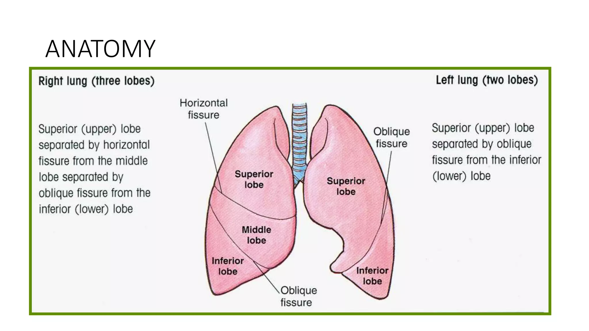 Lung cancer anatomy to pathological classification | PPTX