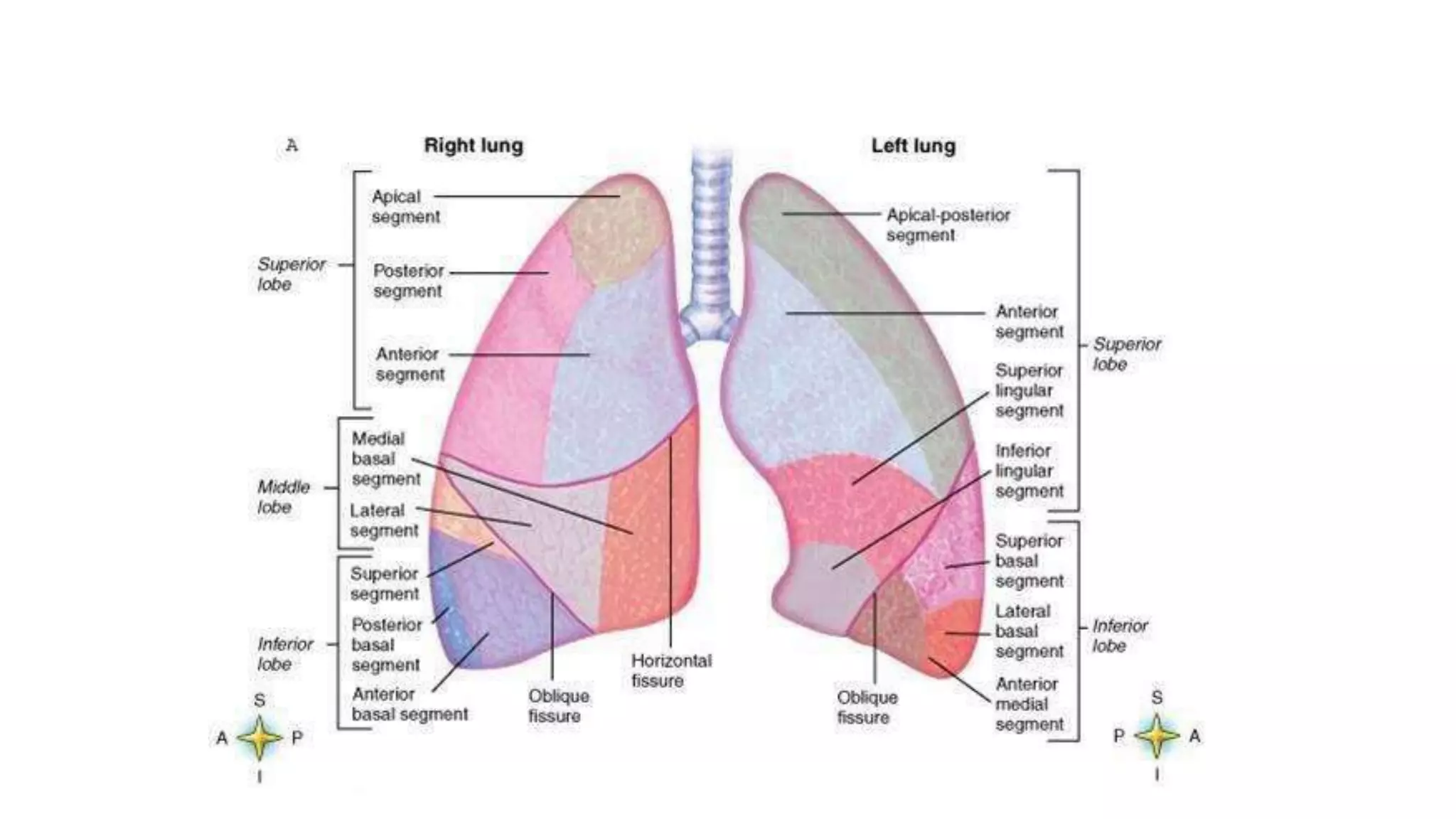 Lung cancer anatomy to pathological classification | PPTX