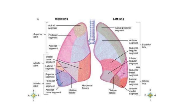 Lung cancer anatomy to pathological classification | PPTX | Lung and ...