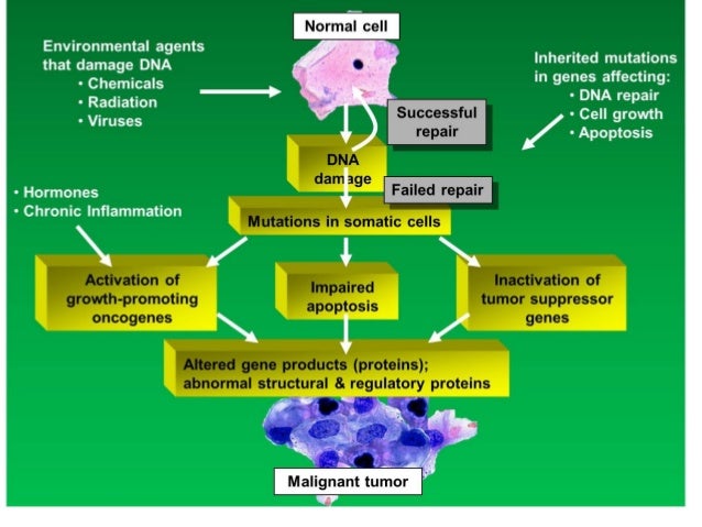 Lung Cancer Epidemiologyetiology And Classification