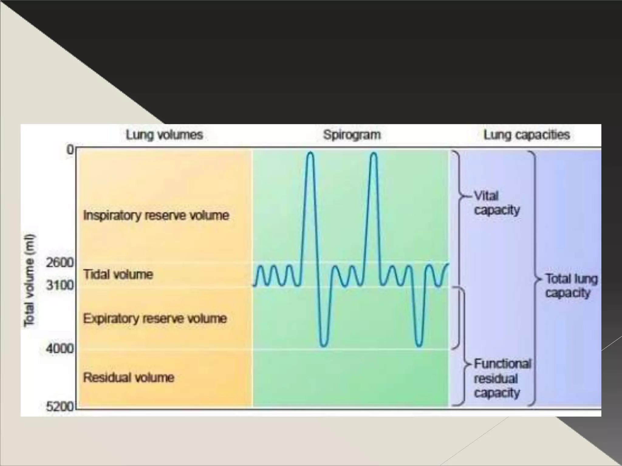 lung capacity.pptx | Lung and Respiratory Health | Diseases and Conditions