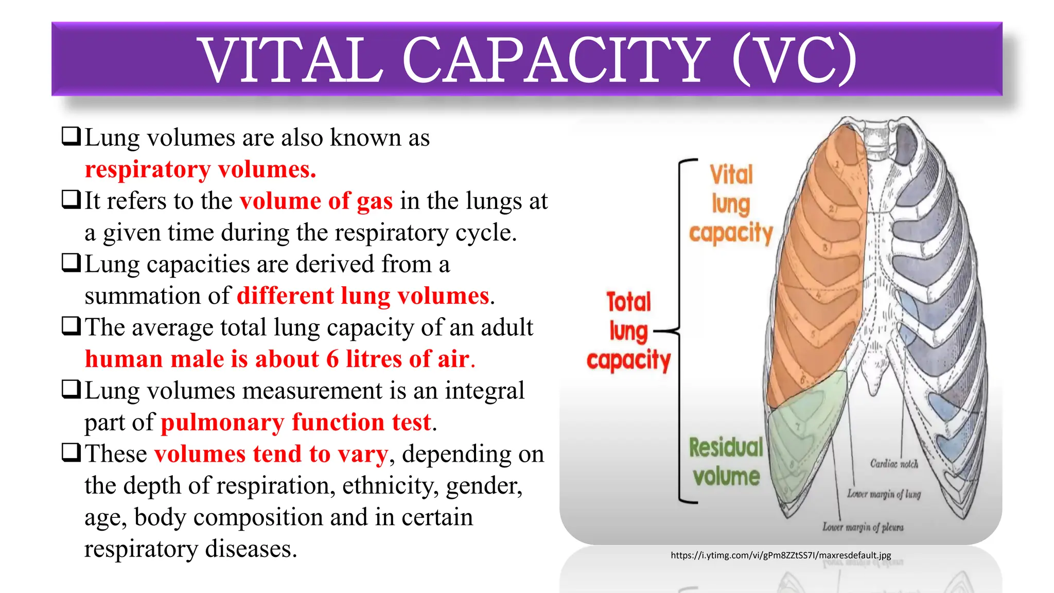 Aim: To estimate vital capacity of lungs using balloons | PPT