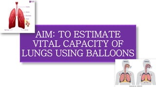 Aim: To estimate vital capacity of lungs using balloons | PPT