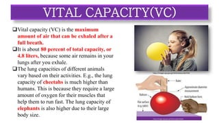 Aim: To estimate vital capacity of lungs using balloons | PPT