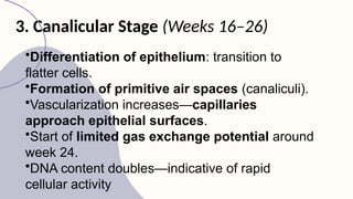 Lung development.pptx embryonic stages of lung | PPTX