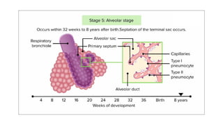 Lung development.pptx embryonic stages of lung | PPTX