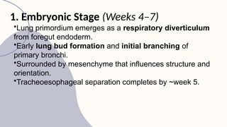 Lung development.pptx embryonic stages of lung | PPTX