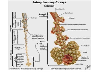 Lung dissection lesson 3 | PPTX
