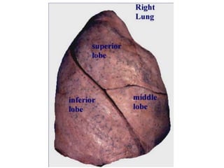 Lung dissection lesson 3 | PPTX
