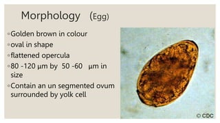 LUNG FLUKEDR. VEERENDRA MARAVI JR-2 , DEPT OF MICROBIOLOGY | PPTX