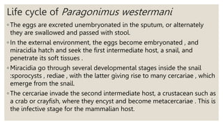 LUNG FLUKE Paragonimus westermani lung fluke | PPTX