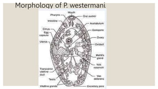 LUNG FLUKE Paragonimus westermani lung fluke | PPTX