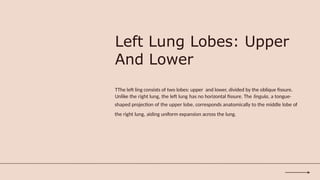 Thorax Lung Lobes and fissures | PPTX