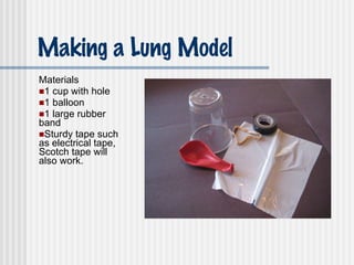 Lung Model