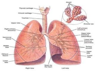 Detailed Lung Diagram