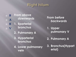 Lungs anatomy, organs in thorax | PPTX