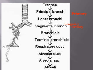 Lungs anatomy, organs in thorax | PPTX