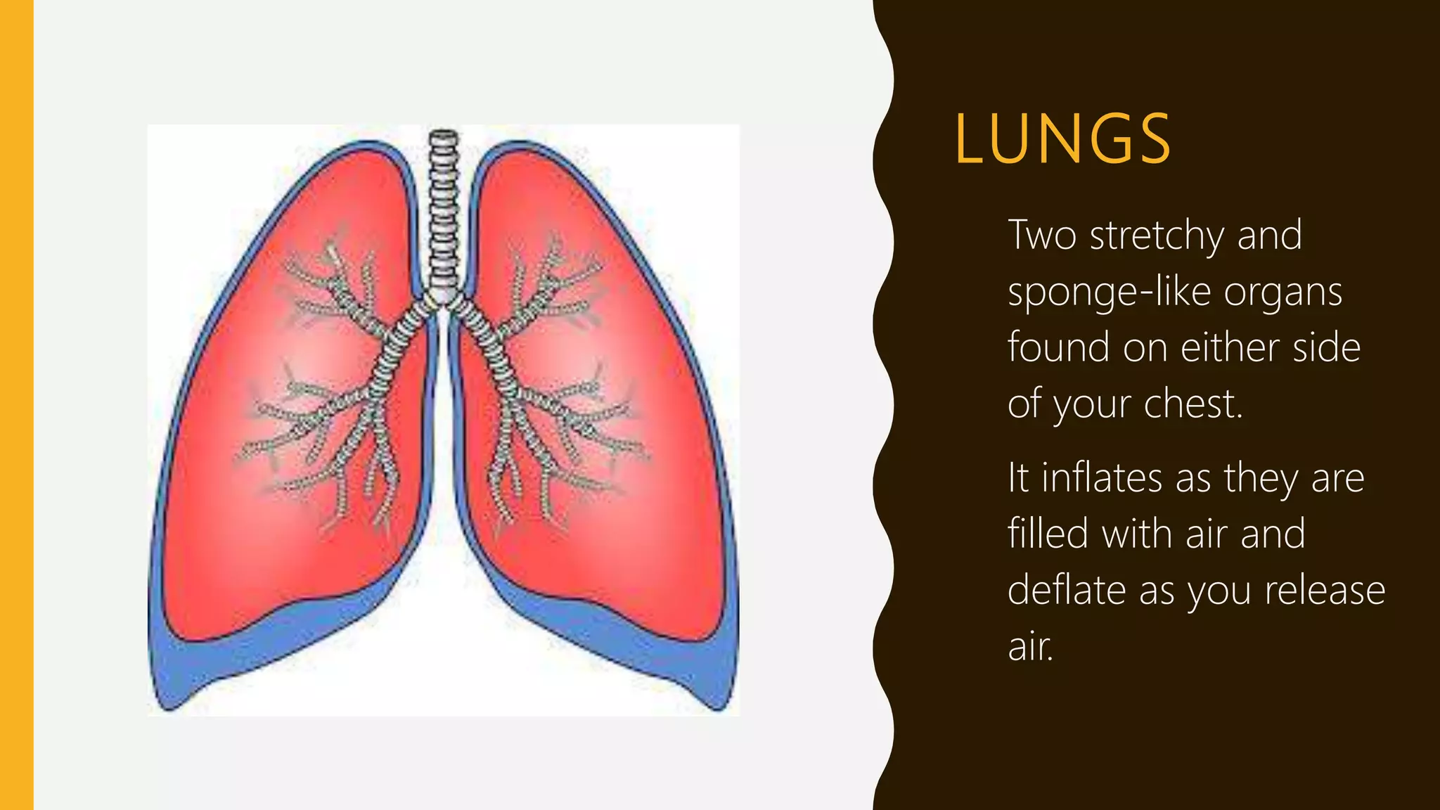 Lungs | PPT | Free Download