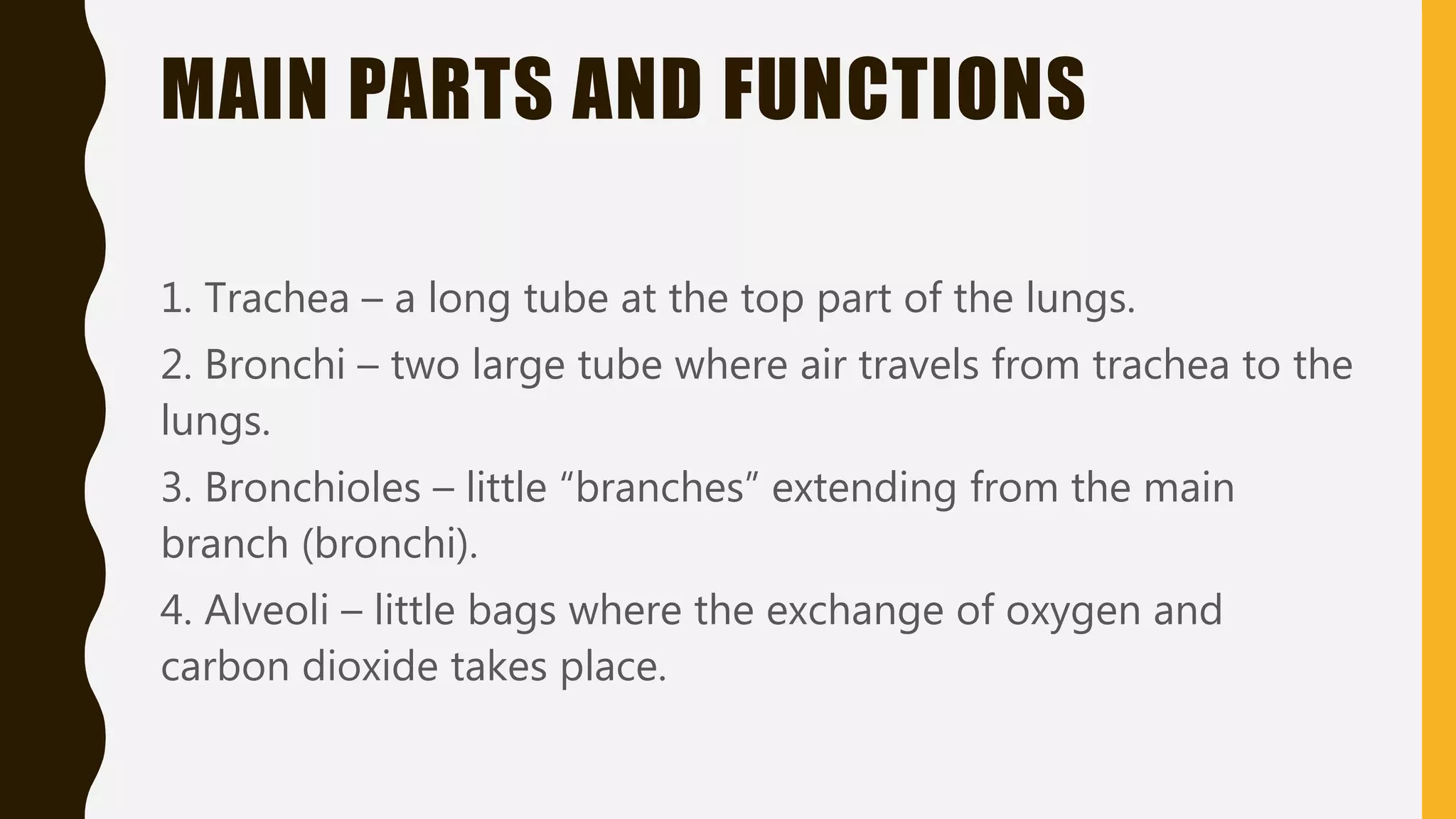 Lungs | PPT