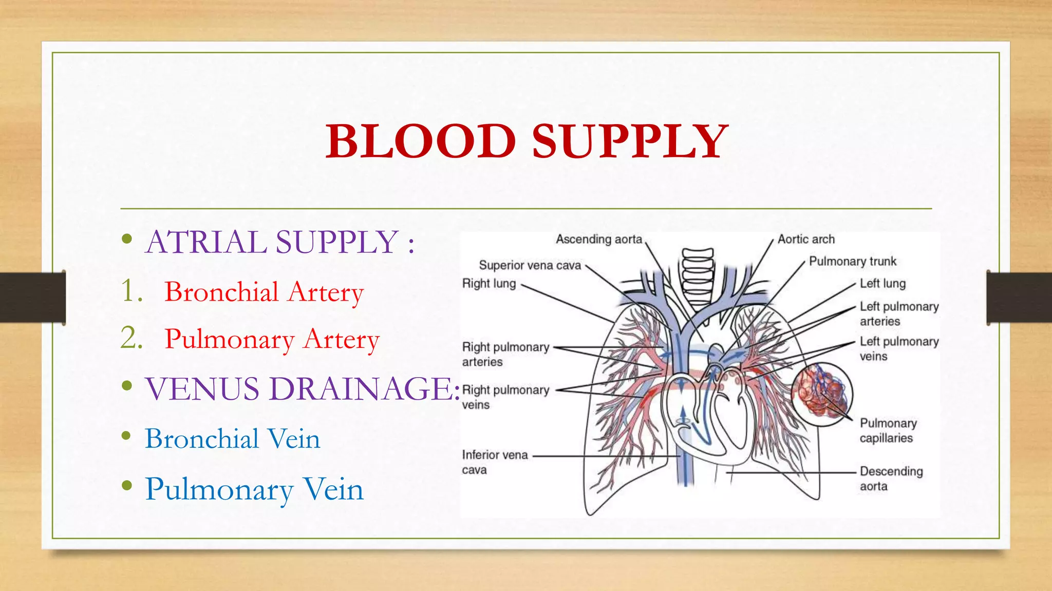 Anatomy of Lungs | PPTX