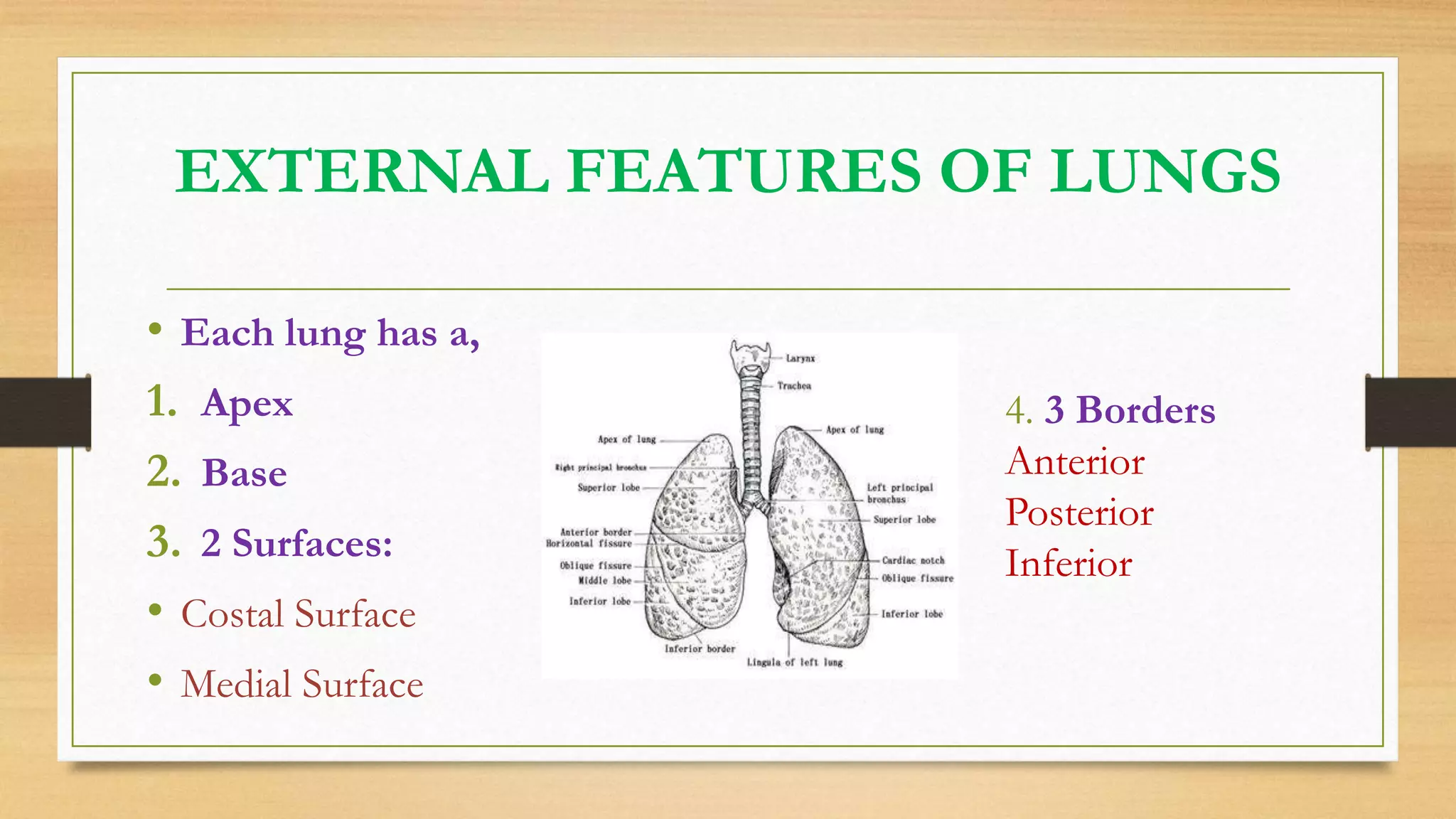 Anatomy of Lungs | PPTX