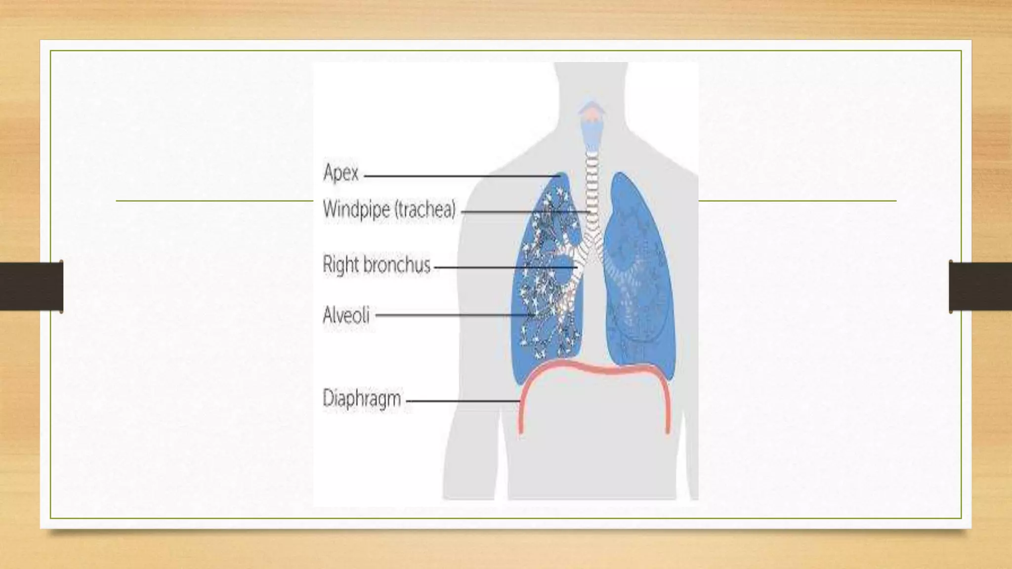 Anatomy of Lungs | PPTX