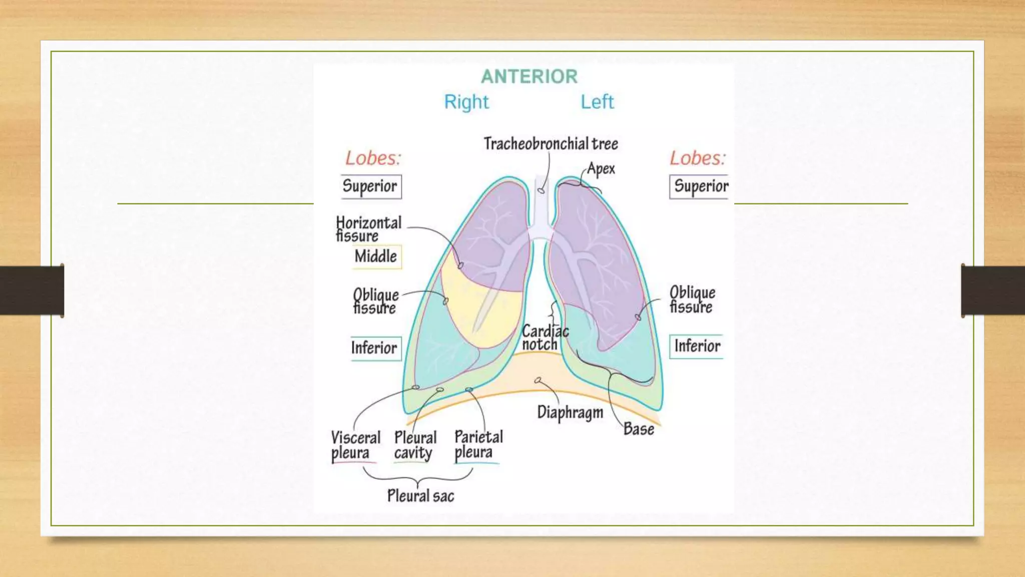Anatomy of Lungs | PPTX